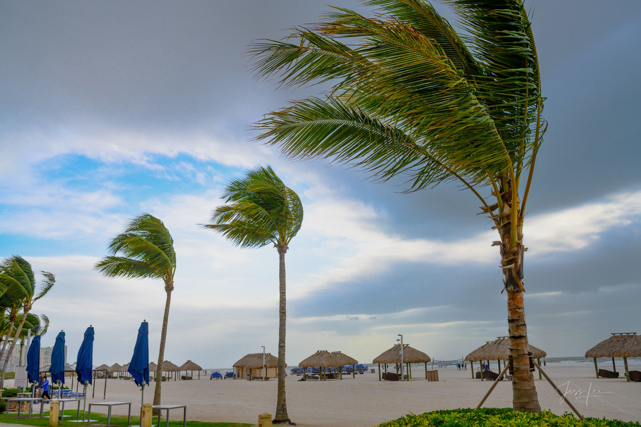 Large Format Prints by Jess Lee