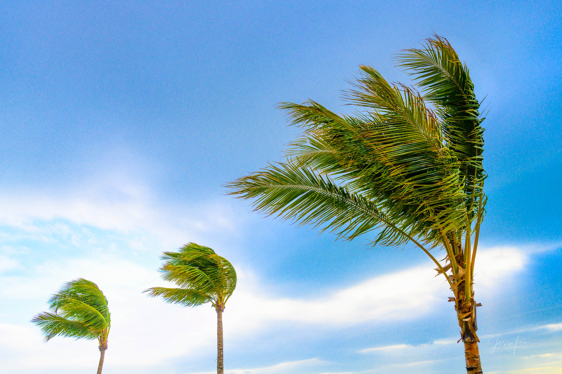 Large Format Prints by Jess Lee