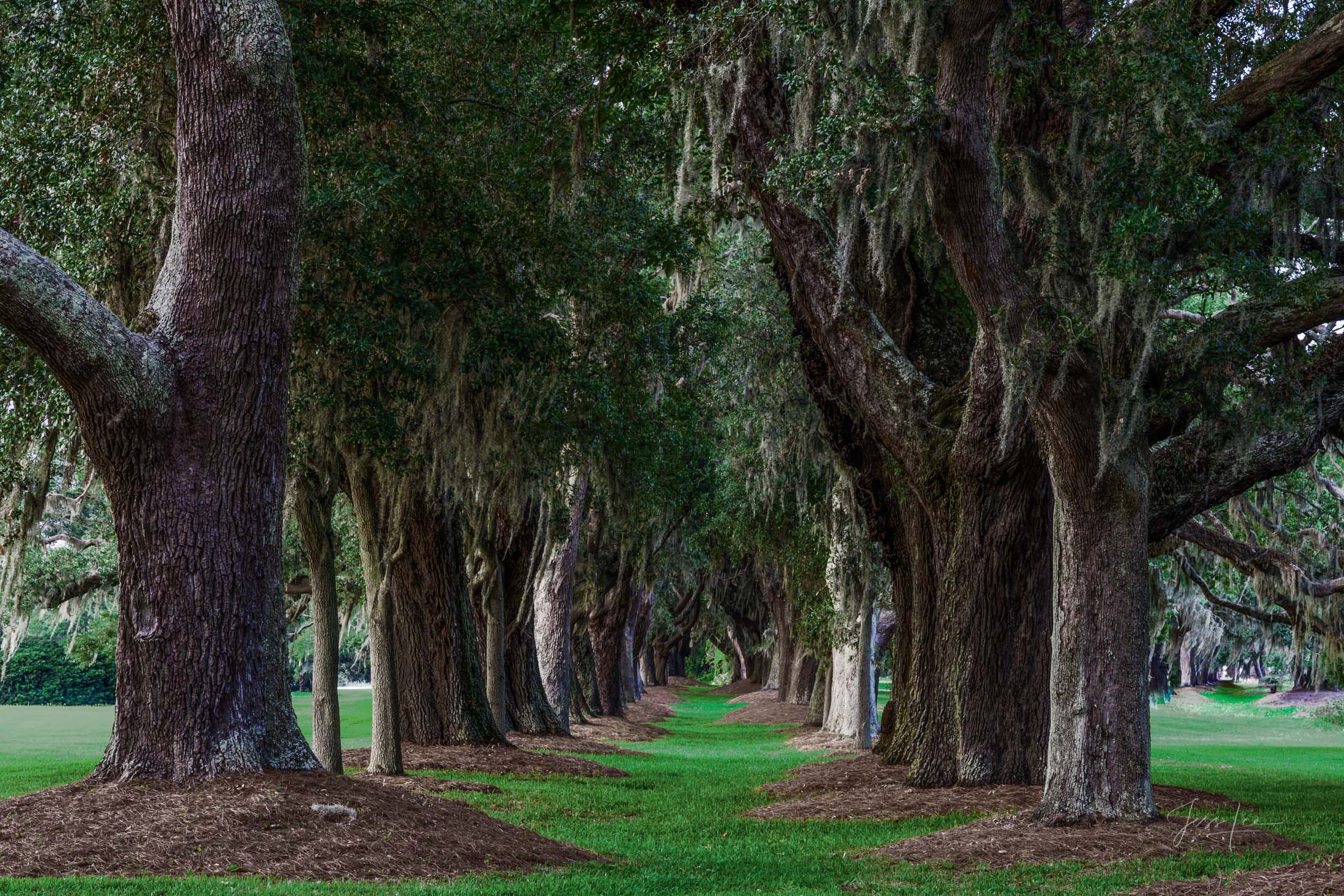 Large Format Prints by Jess Lee